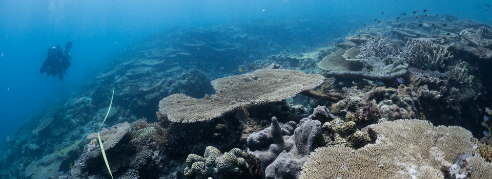 Reef Check Australia