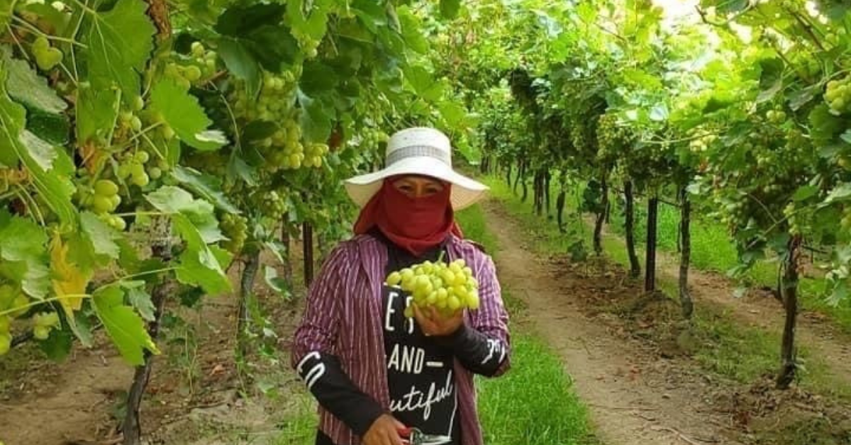 United Farm Workers Ecological Farming Association