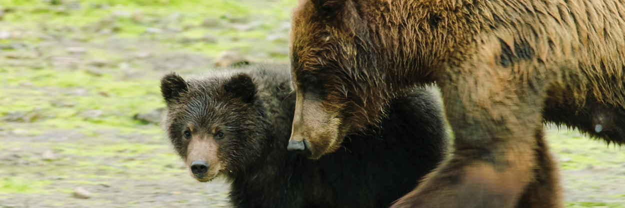 The Salmon Forest Documentary Film - Sitka Conservation Society