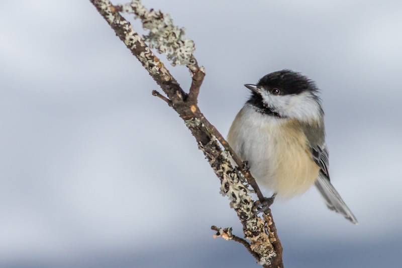 South Shore Joint Initiative