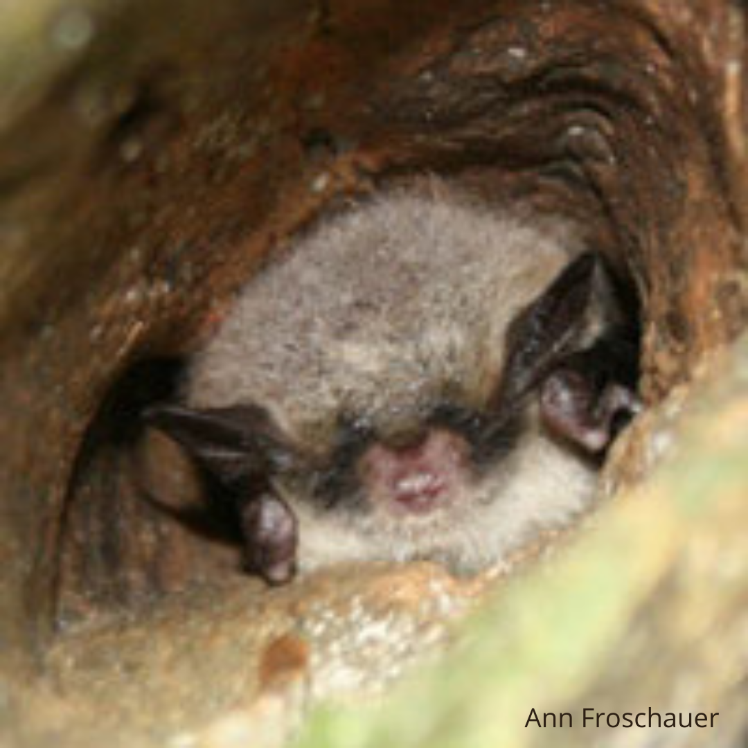 Northern Long-Eared Bat - South Shore Joint Initiative
