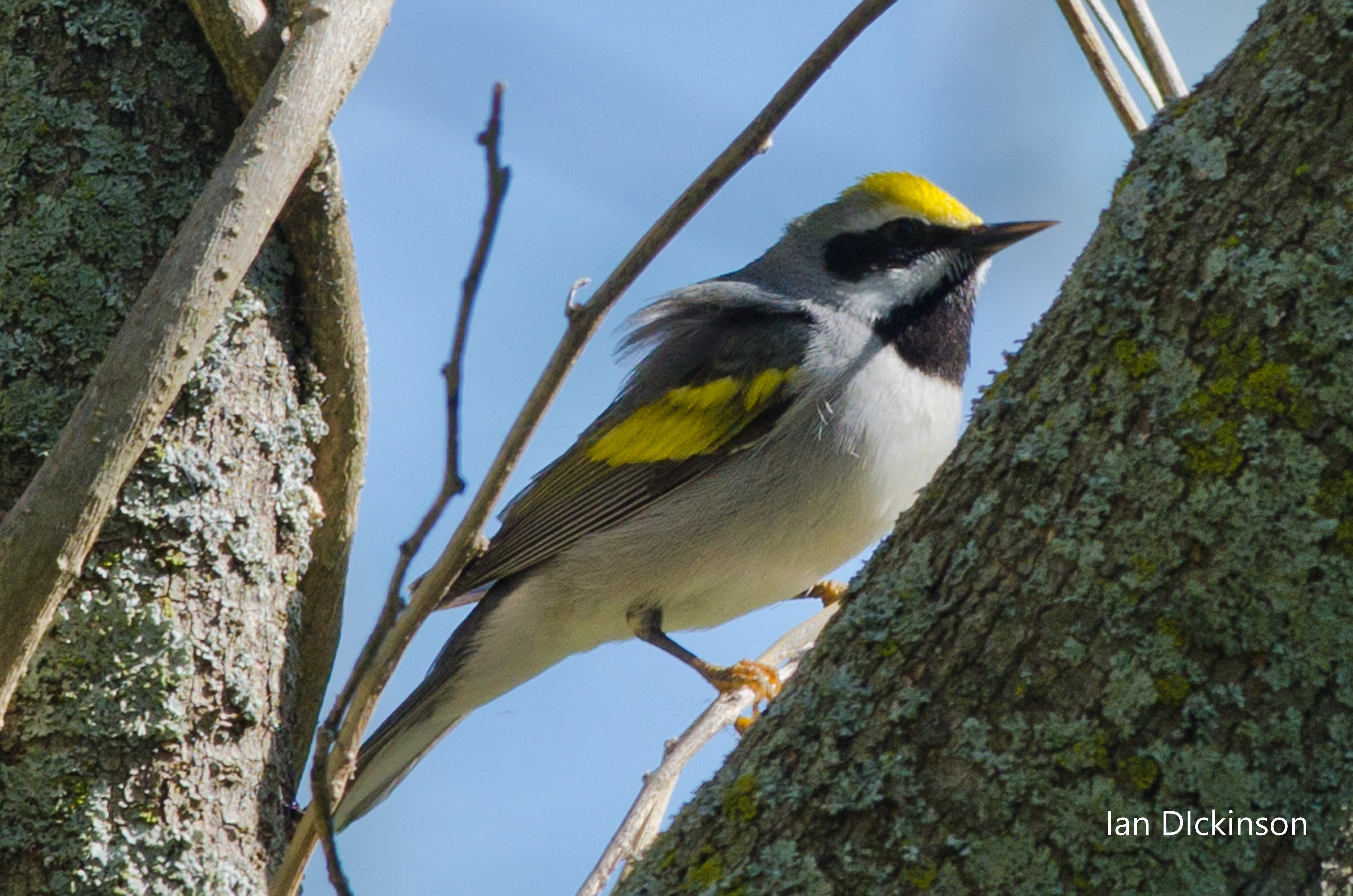 Golden-Winged Warbler - South Shore Joint Initiative