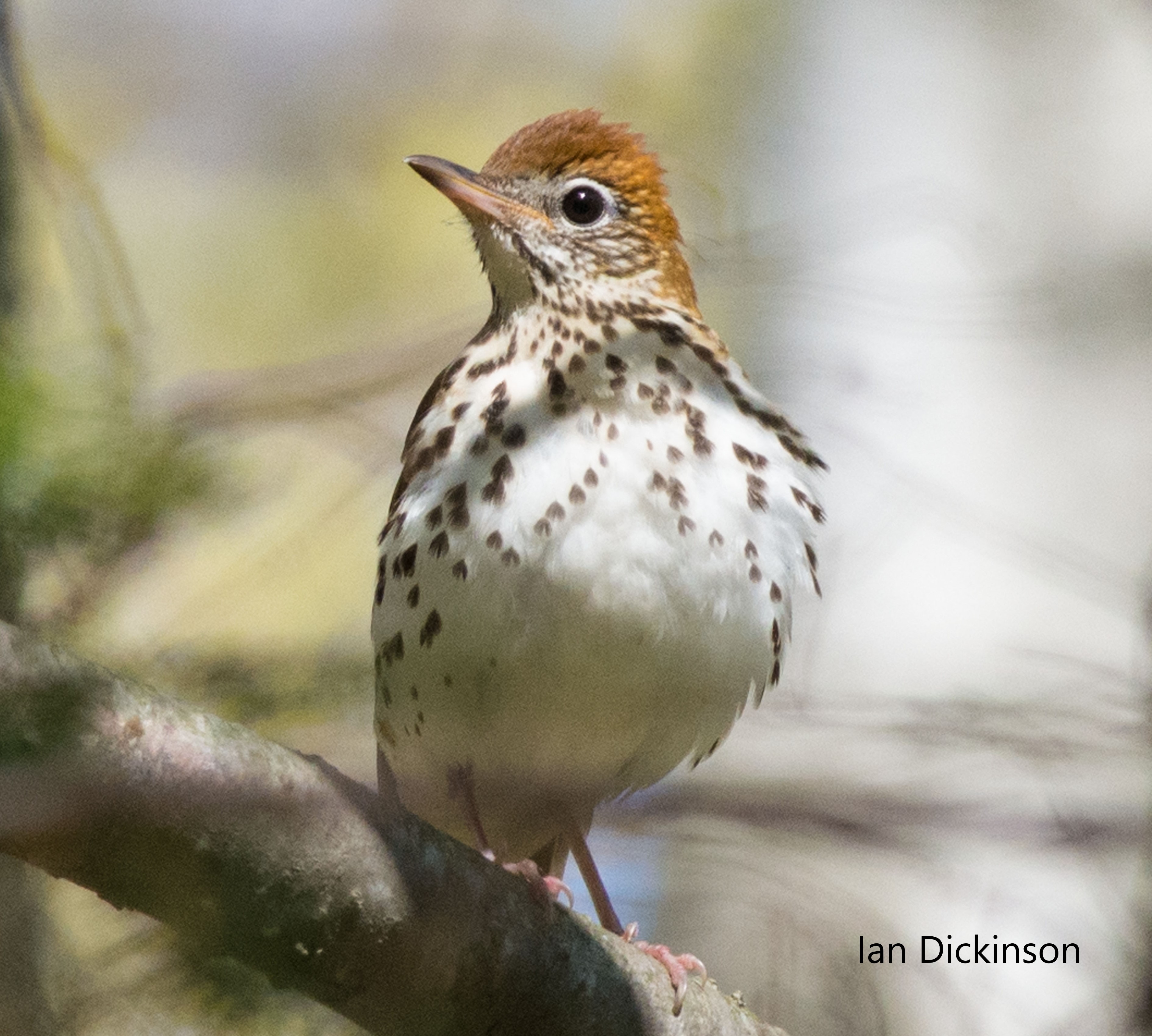 Wood Thrush - South Shore Joint Initiative