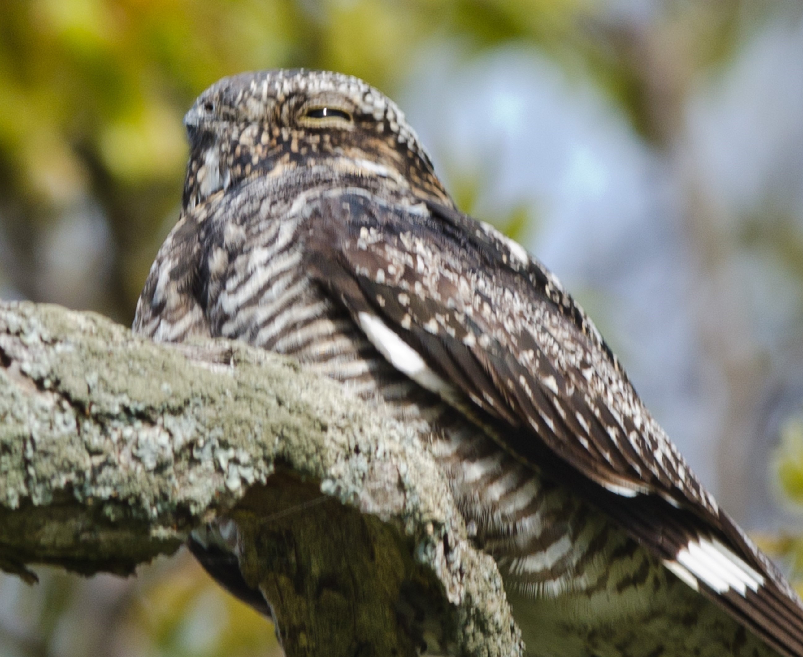 Common Nighthawk - South Shore Joint Initiative
