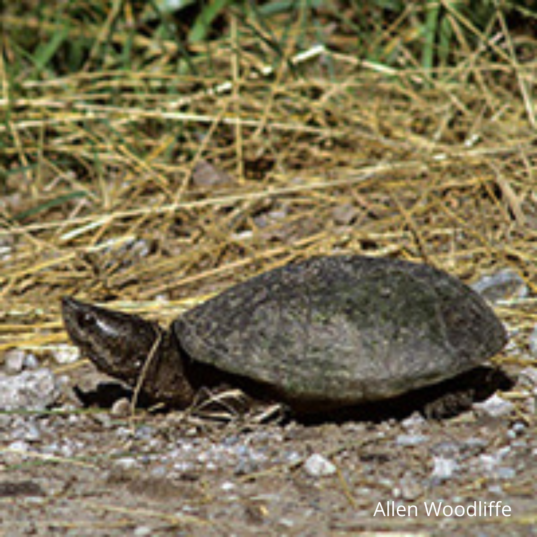 Eastern Musk Turtle - South Shore Joint Initiative