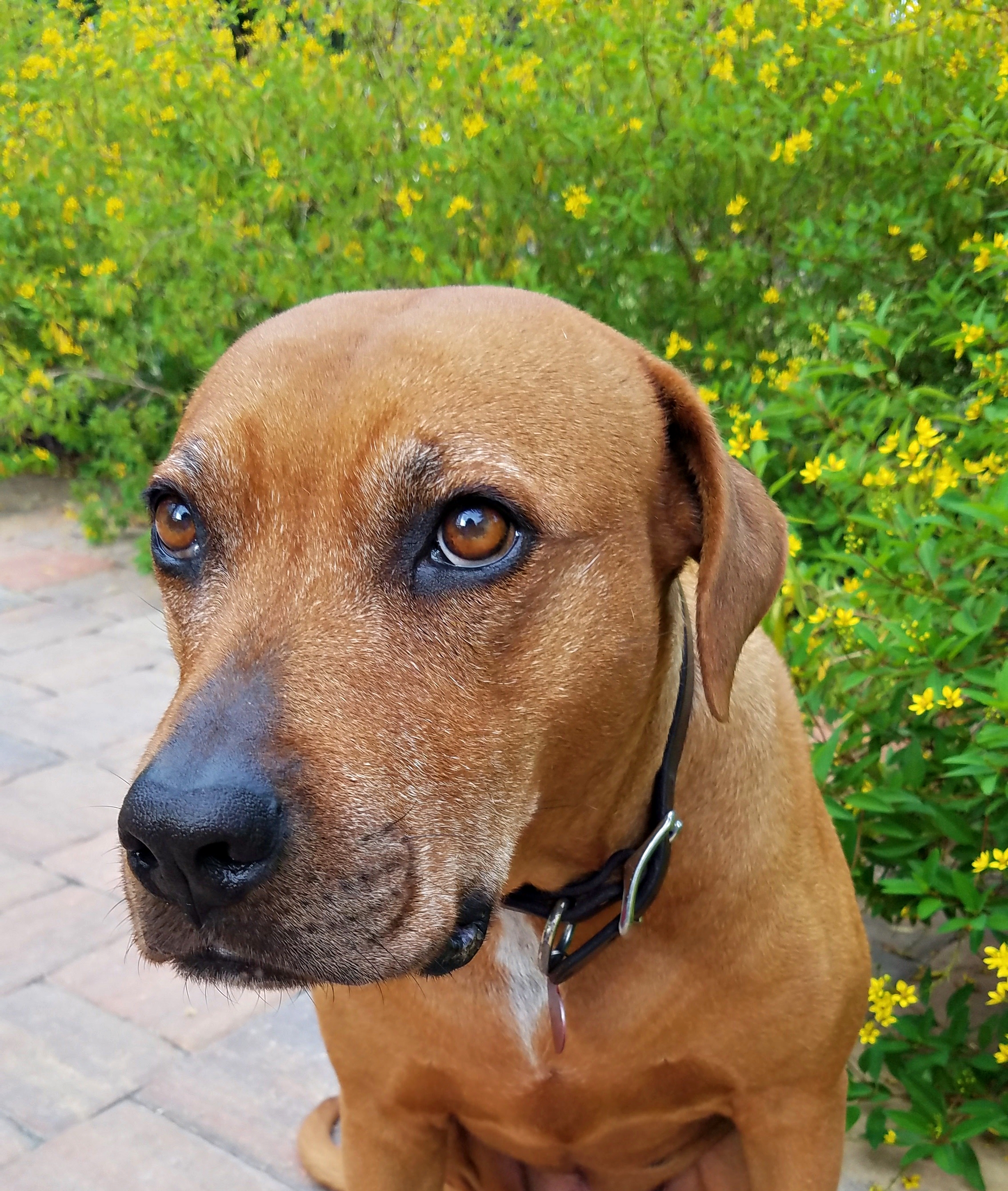 Dogs of Springfield - SPAR Council