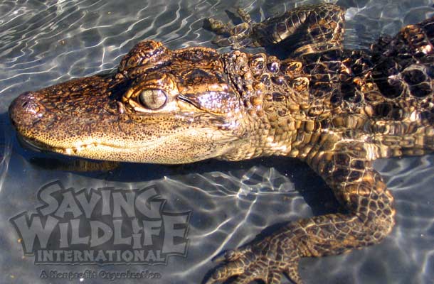 Gumbo the American Alligator - Saving Wildlife International