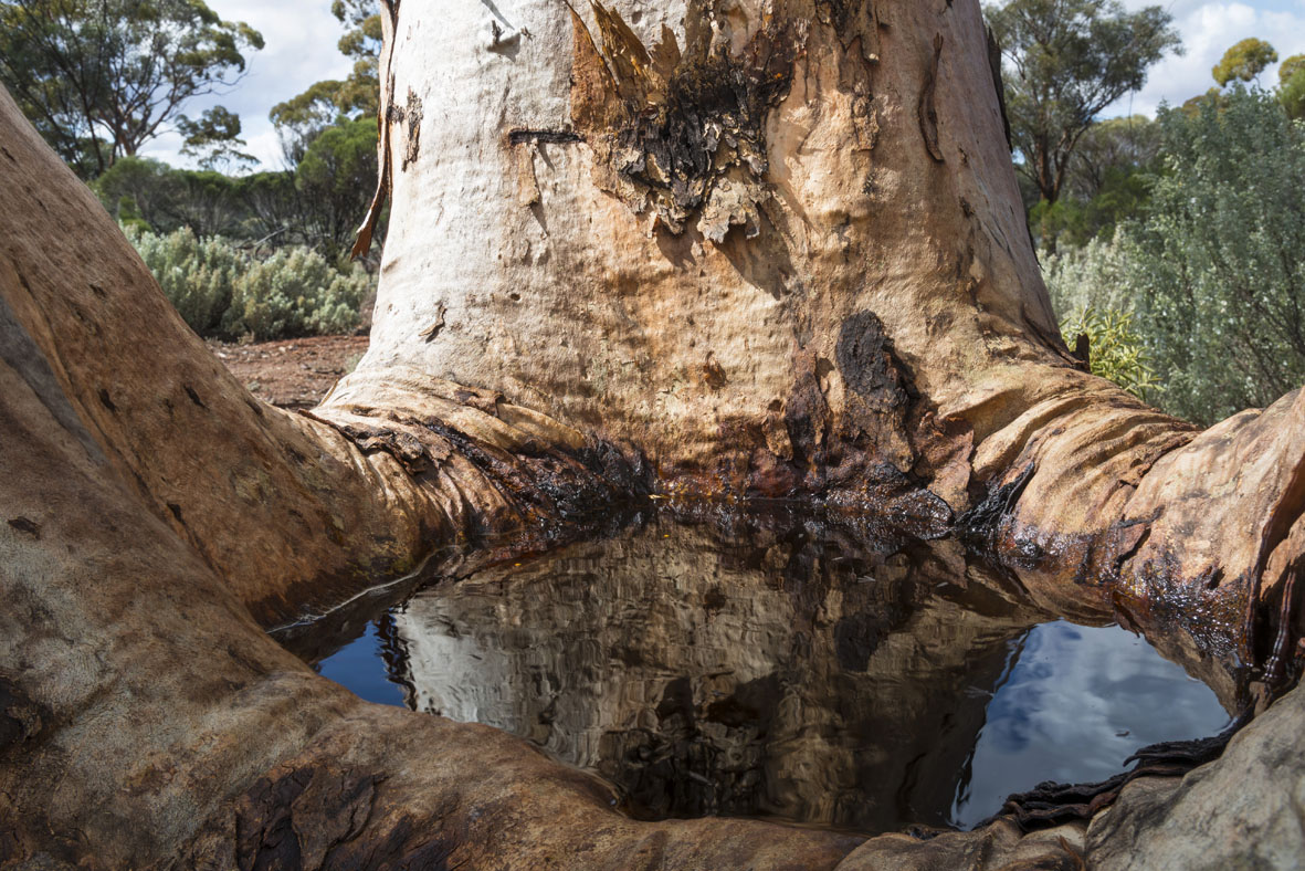 The New Ngadju Indigenous Protected Area Came From a Lot of Hard Work ...