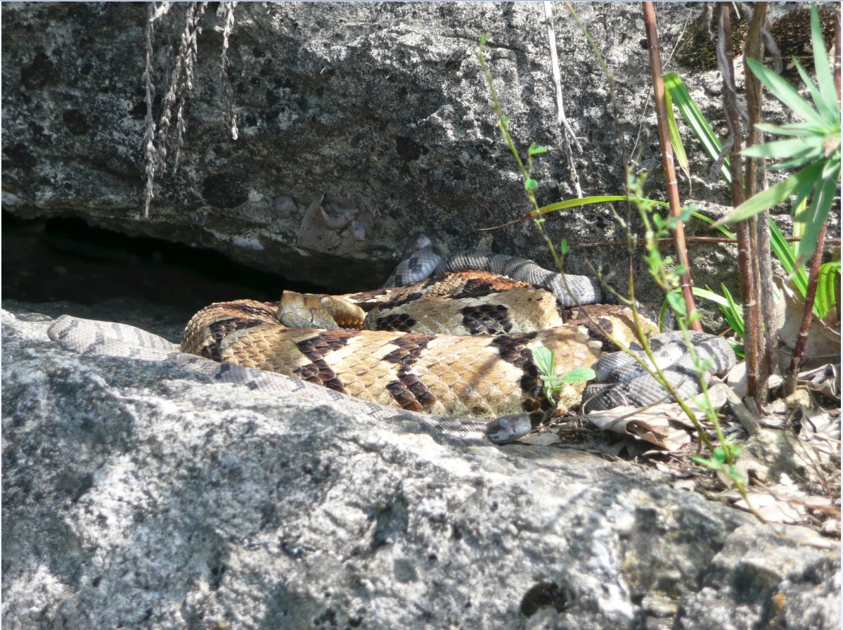 Are Timber Rattlers Protected