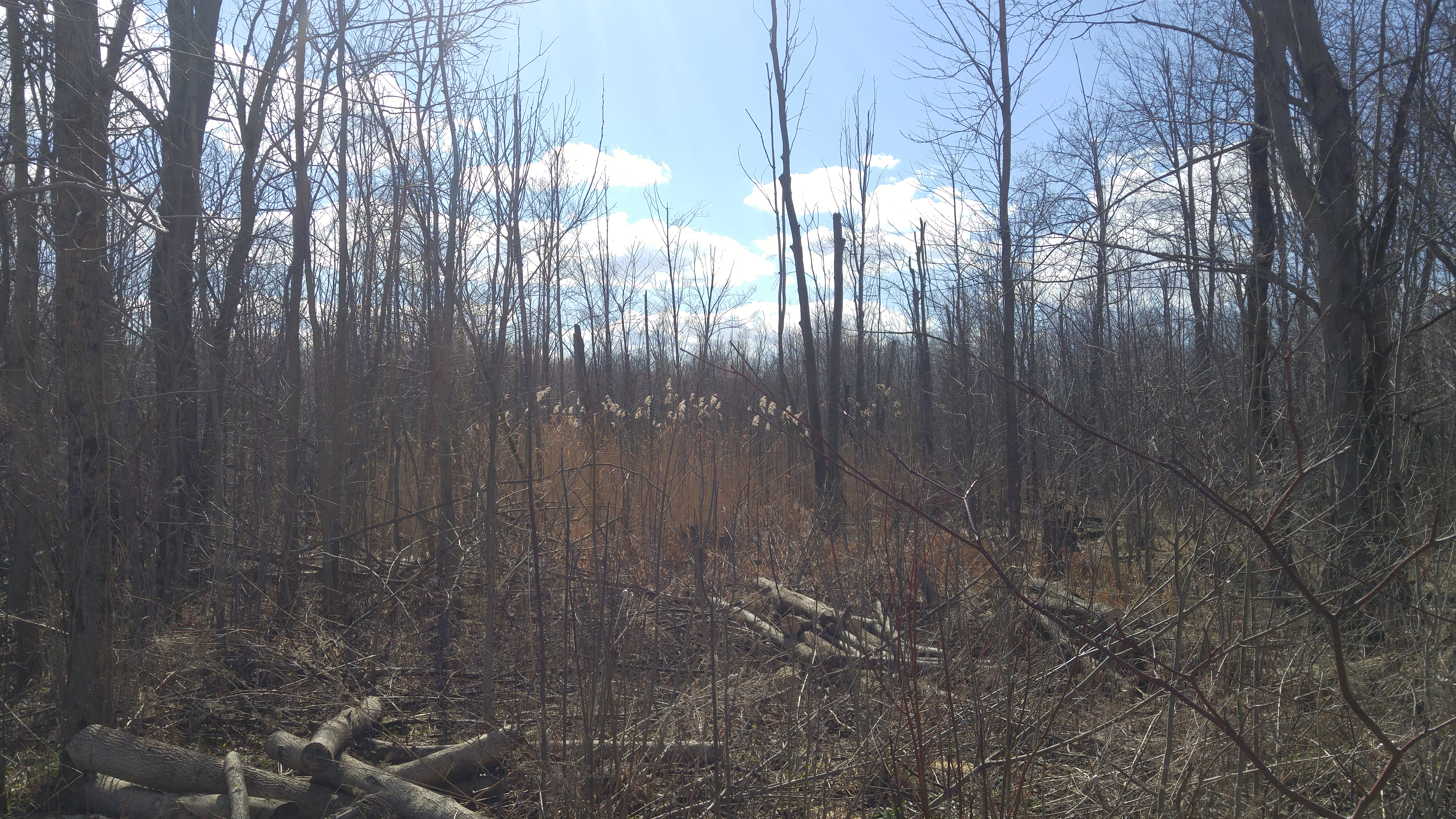 What Is It Wednesday: Phragmites - Thames Talbot Land Trust