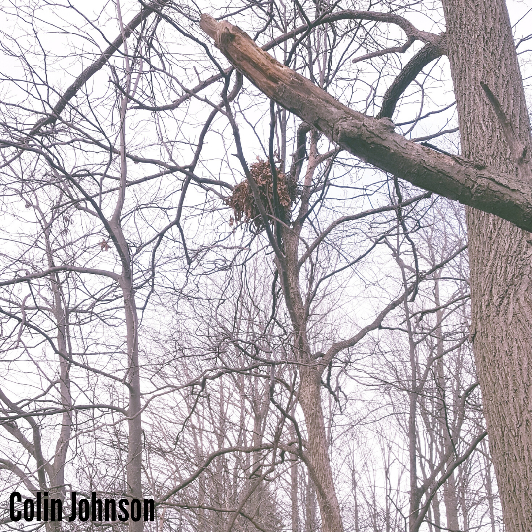 What Is It Wednesday: Squirrel Nest - Thames Talbot Land Trust