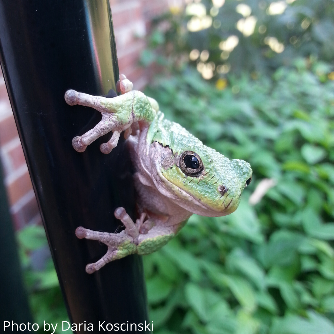 What Is It Wednesday: Gray Treefrog - Thames Talbot Land Trust