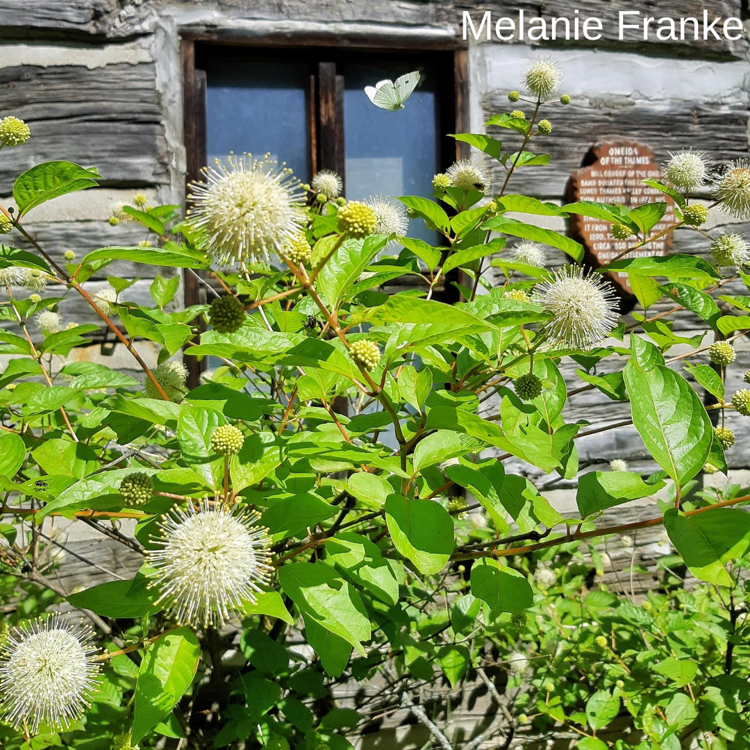 What Is It Wednesday: Buttonbush - Thames Talbot Land Trust