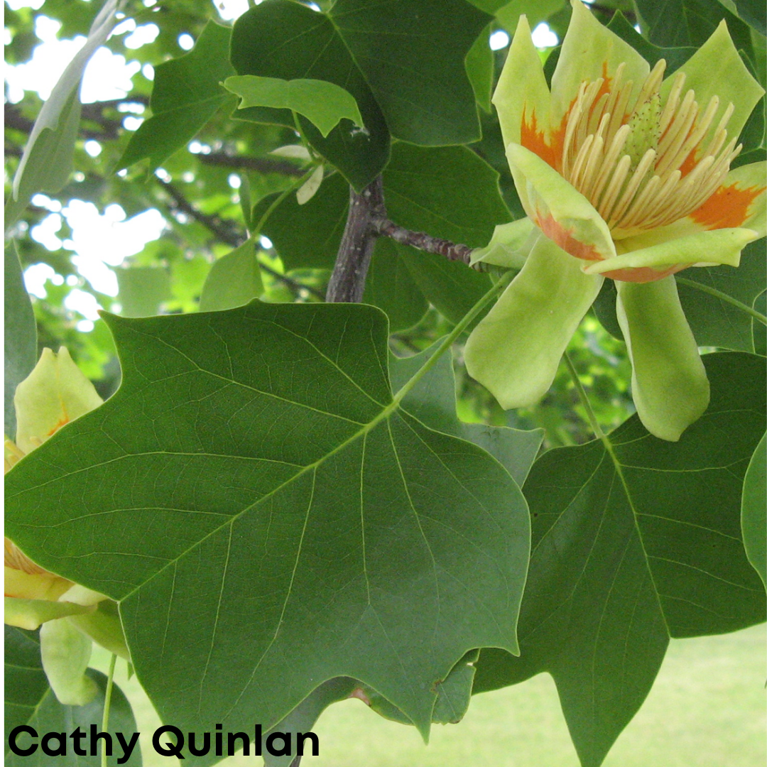 What Is It Wednesday: Tulip Tree - Thames Talbot Land Trust
