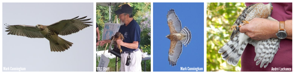 Hawk Cliff Woods Migration Weekends: Hawk Cliff Raptor Banding Station ...