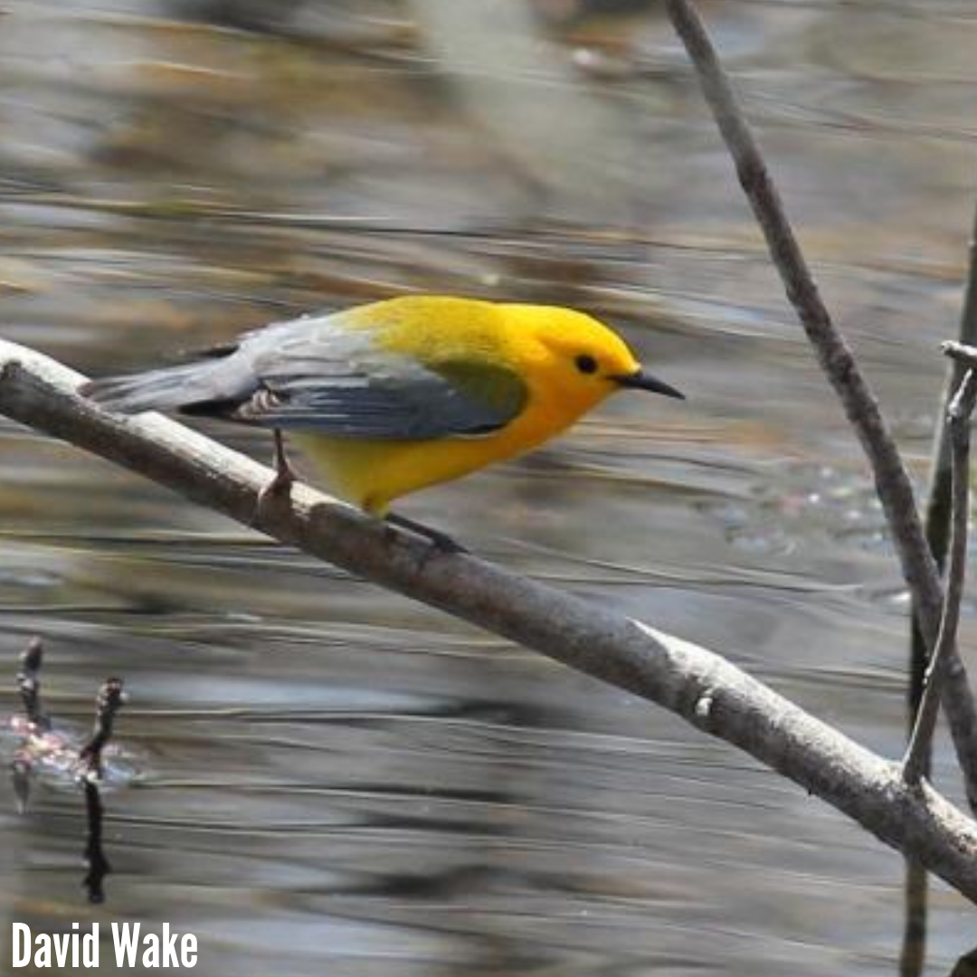 What Is It Wednesday: Prothonotary Warbler - Thames Talbot Land Trust