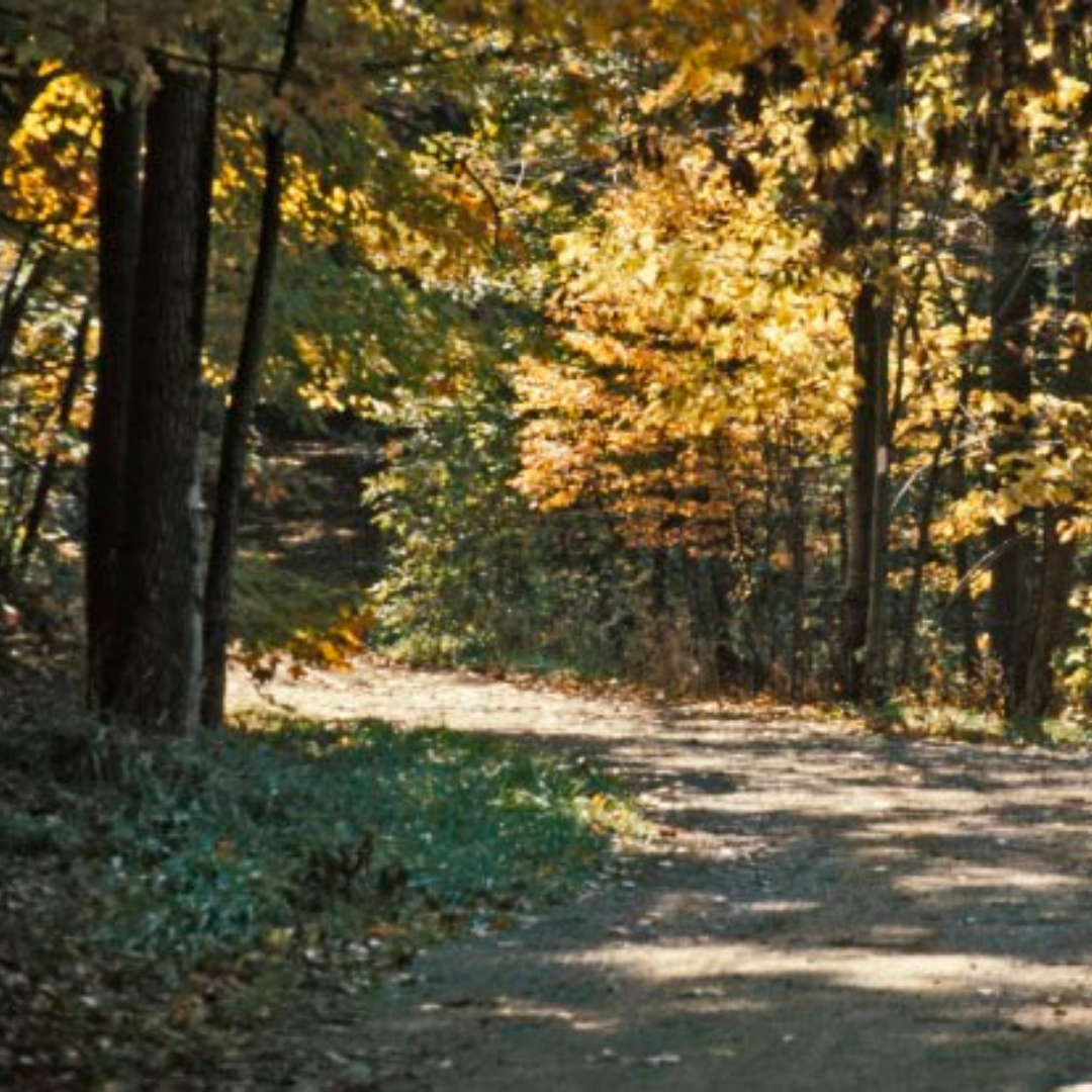 Forest Immersion Fall 2021 - Thames Talbot Land Trust