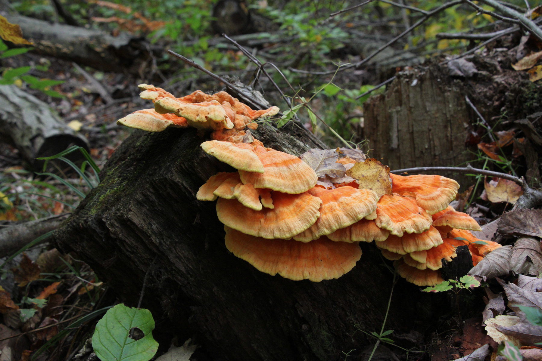 Passport to Nature: Forest Fungi - Thames Talbot Land Trust