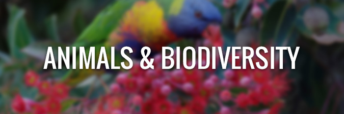 Policies - Sustainable Australia Party