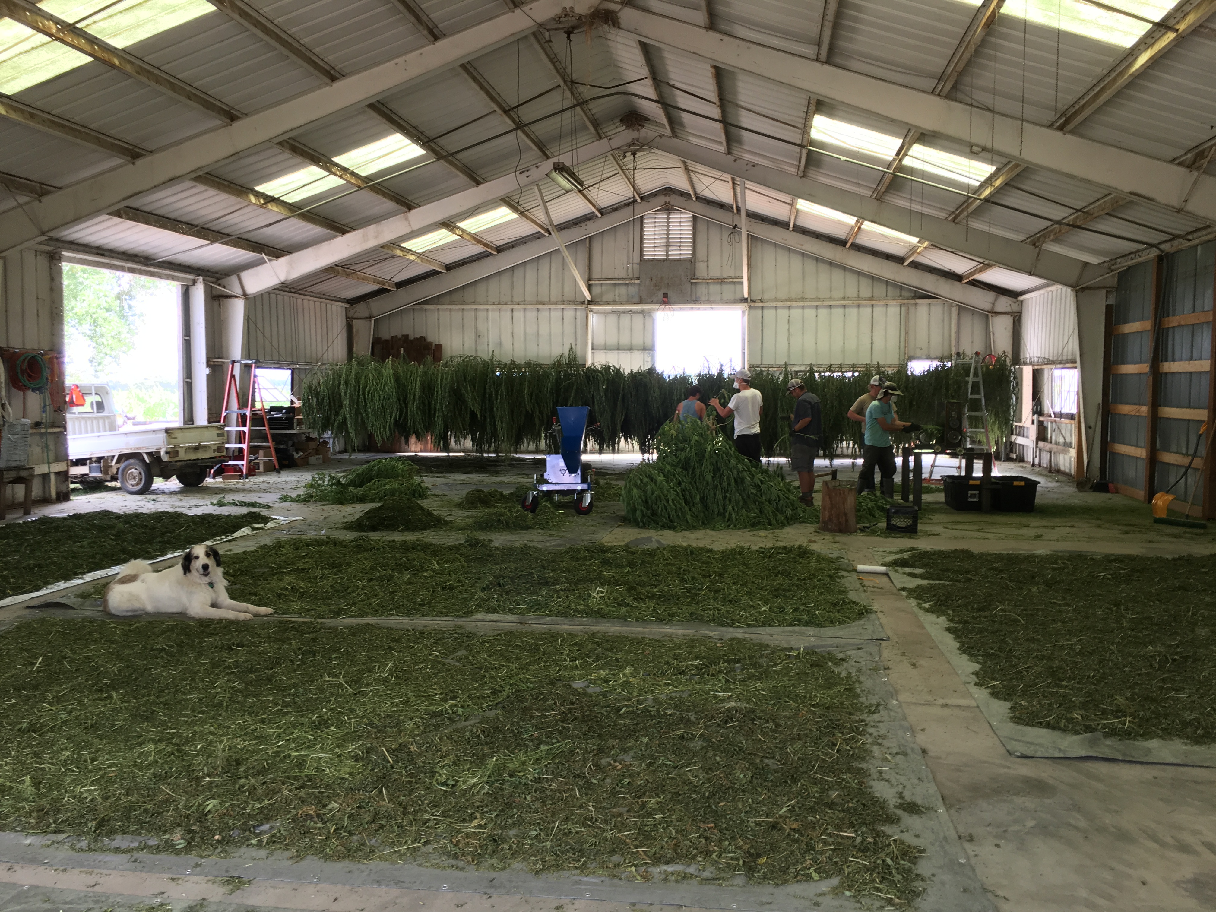 Hemp Farm Tour - Wharton Club of Colorado