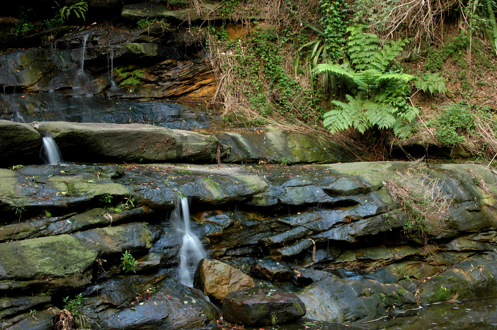 Bronte Gully Walk Apr 2022