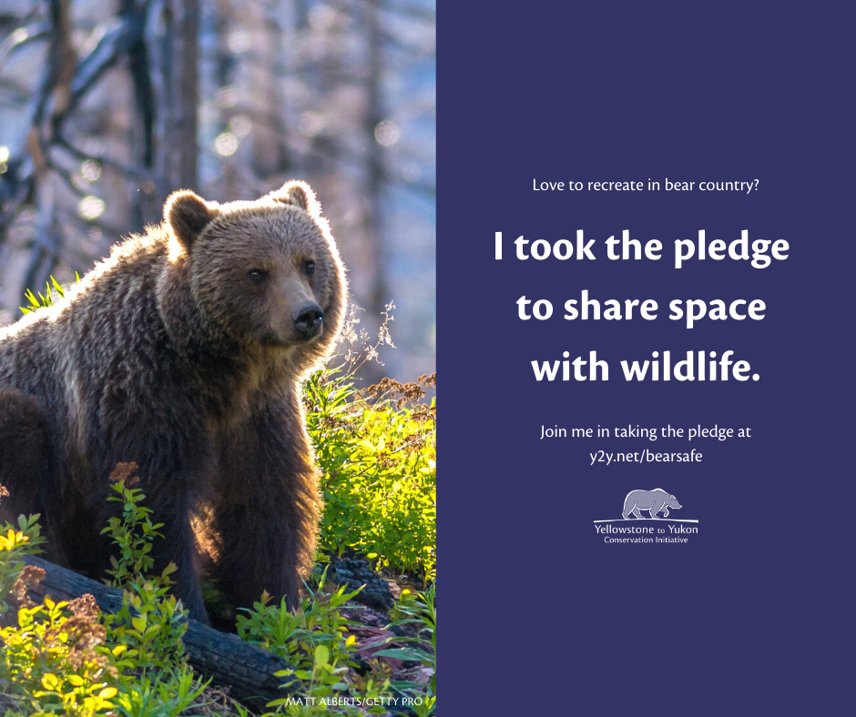 Pledge followup - Yellowstone to Yukon Conservation Initiative