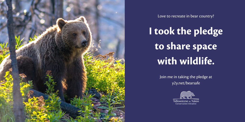 Pledge followup - Yellowstone to Yukon Conservation Initiative